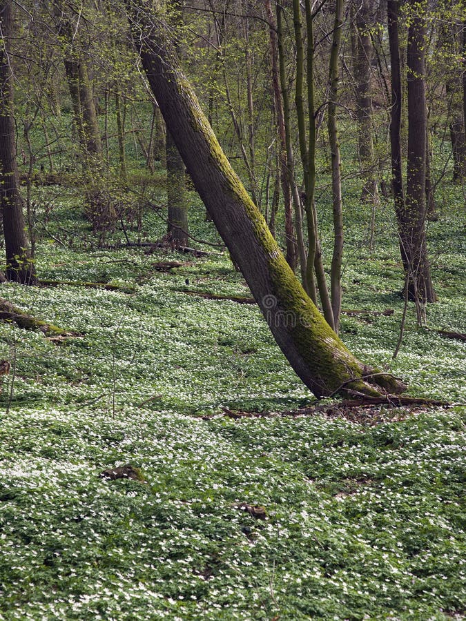 Spring deciduous forest stock photo. Image of scenery - 24595396