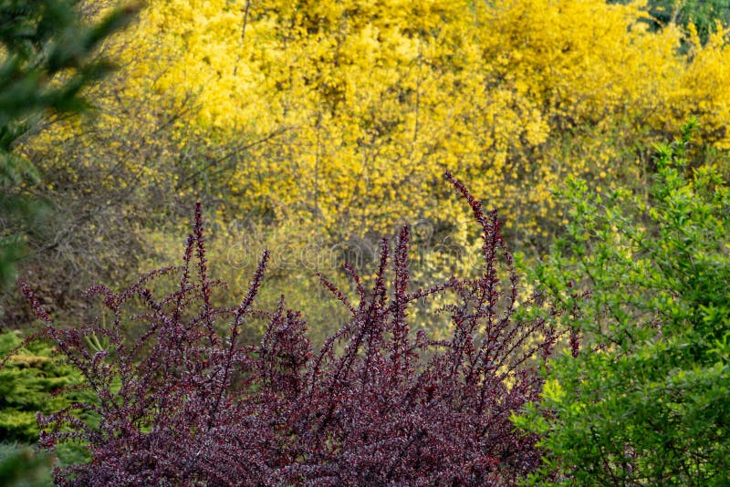 Spring Deciduous Forest, with Green Trees, Grass, and Flowering Bushes ...