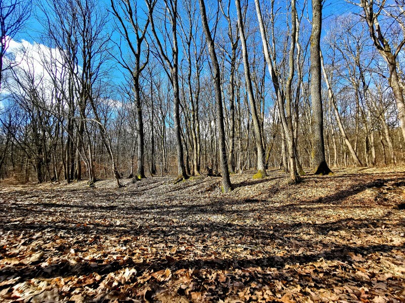 Spring Deciduous Forest Landscape Stock Photo - Image of gorgeous ...
