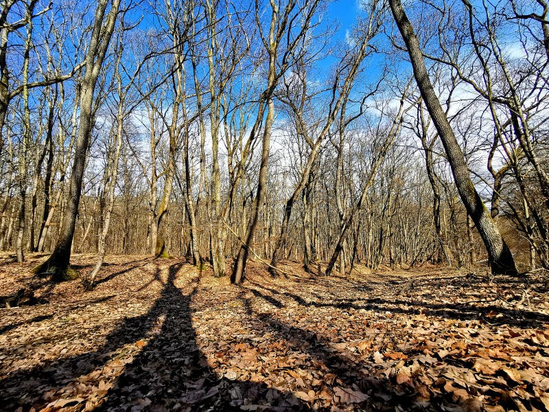 Spring Deciduous Forest Landscape with the Blue Sky Stock Photo - Image ...
