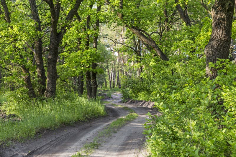 Spring in the Deciduous Forest. Stock Photo - Image of garden, europe ...
