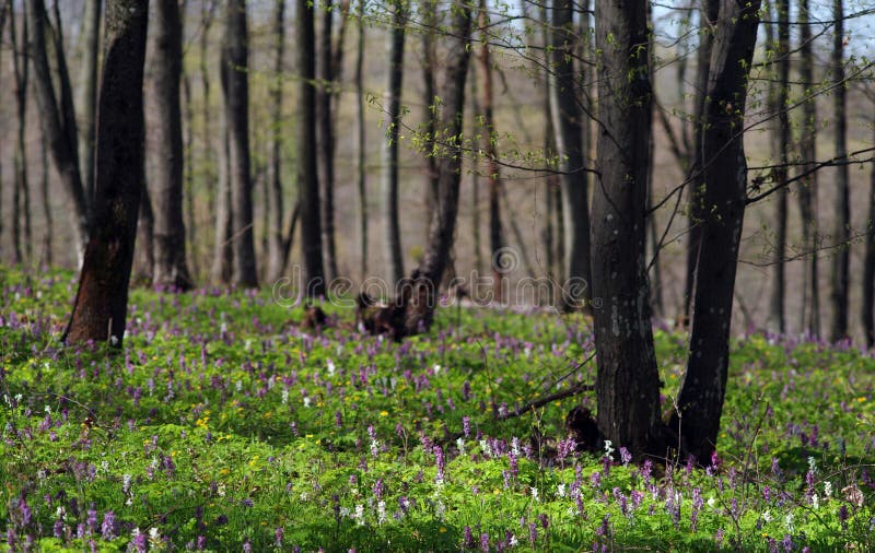 Spring Deciduous Forest, with Many Flowering Corydalis. Landscape with ...