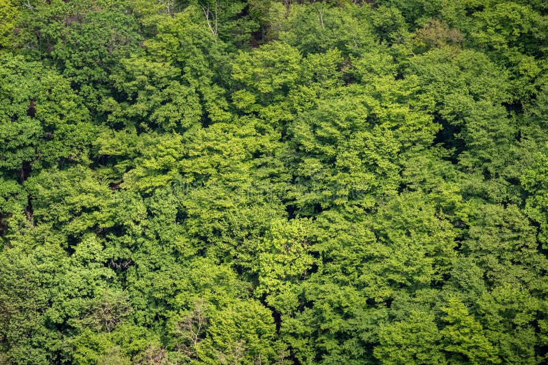 Spring Deciduous Forest Texture, Bird S Eye View of Deep Green Tree ...