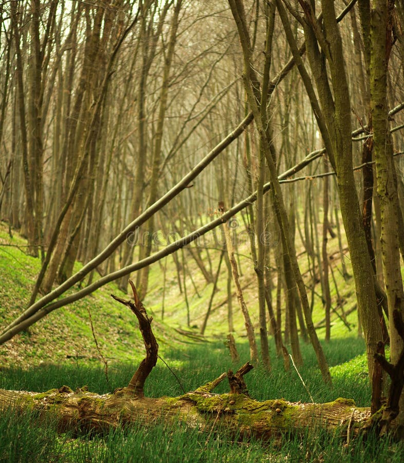 Spring Deciduous Forest with Trees and Green Grass Stock Image - Image ...