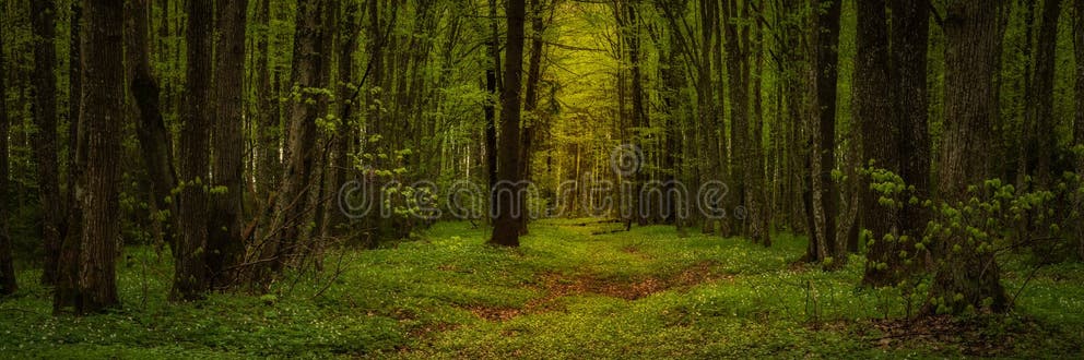 Spring Deciduous Forest. Widescreen Panoramic Side View 15x5 Format ...