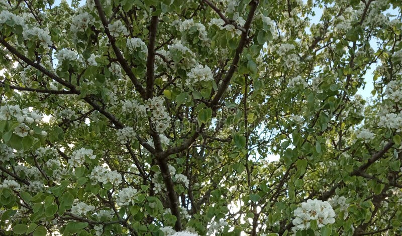 Spring Deeya Stock Photos - Free & Royalty-Free Stock Photos from ...