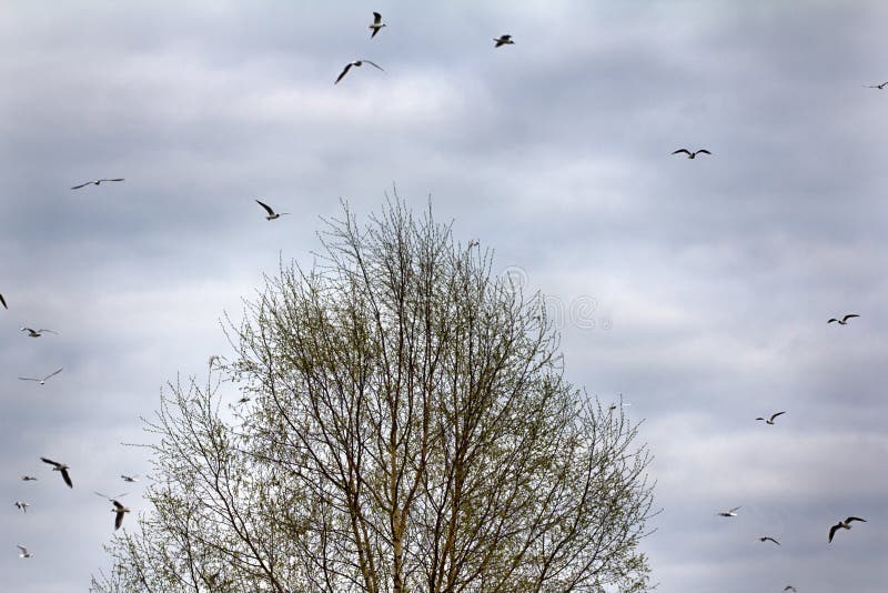 Spring, Delicate Young Foliage Trees, and Noisy Nesting Gulls Stock ...