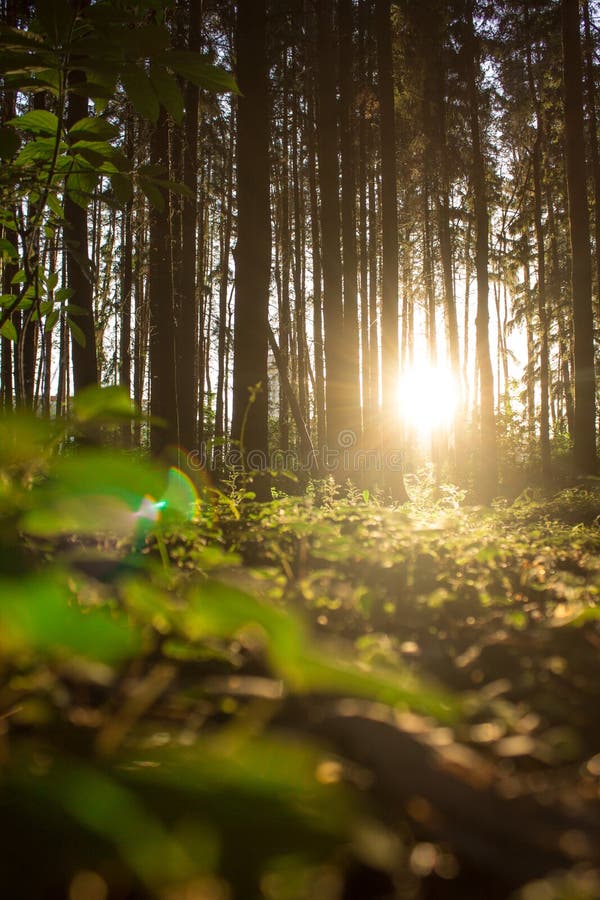 Spring Dense Forest. the Sun S Rays Shine through the Foliage Stock ...