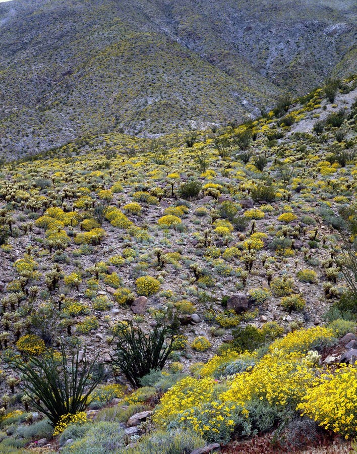 Spring in desert stock image. Image of borego, desert - 15317921