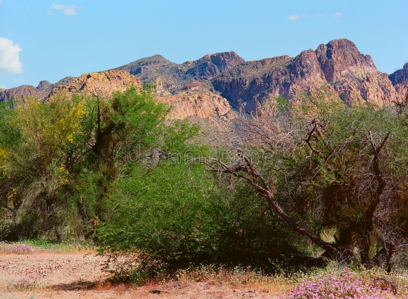 Spring in the Desert stock photo. Image of yucca, cereus - 39753394