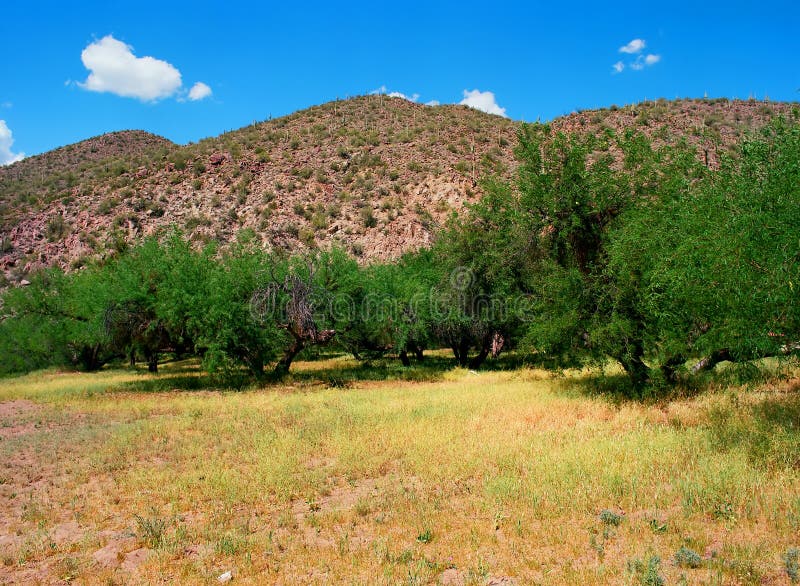 Spring in the Desert stock image. Image of giganteus - 39753519