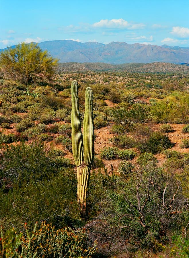 Spring in the Desert stock photo. Image of stately, southwestern - 39822812