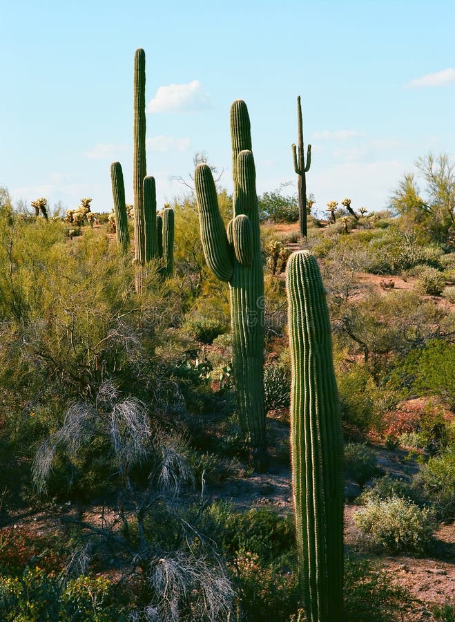 Spring in the Desert stock photo. Image of giganteus - 39822788