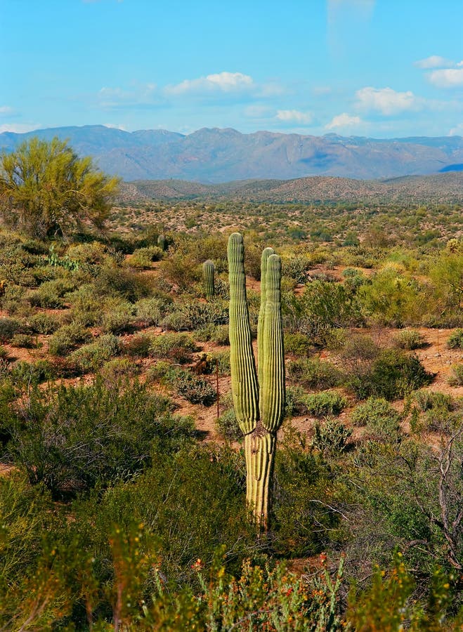 Spring in the Desert stock photo. Image of giganteus - 39822792
