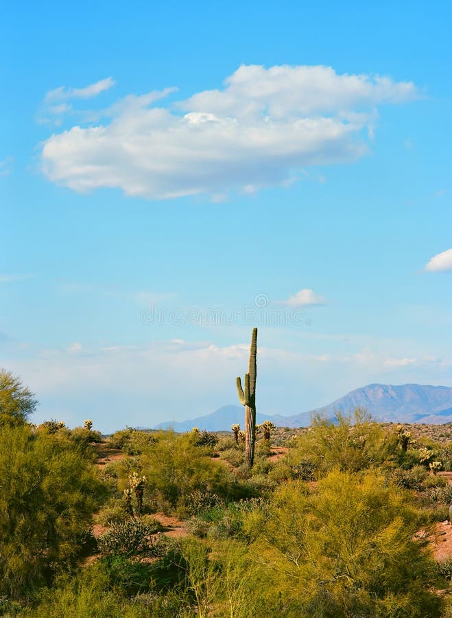 Spring in the Desert stock photo. Image of open, outdoors - 39822794