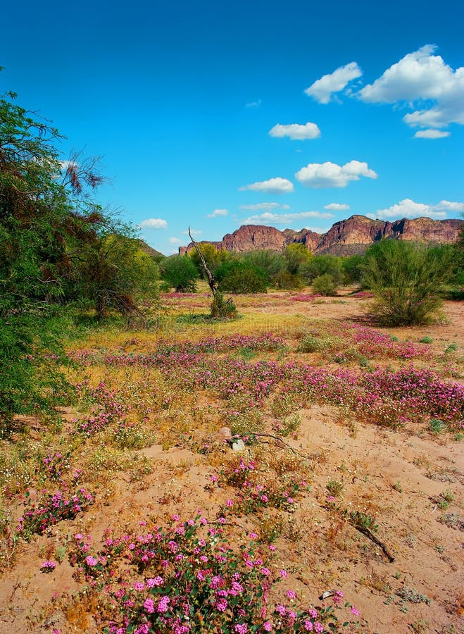 Spring in the Desert stock photo. Image of stately, southwestern - 39822812