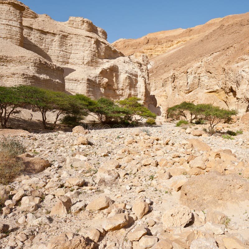 Spring in Desert stock photo. Image of boulder, dirt - 53820750