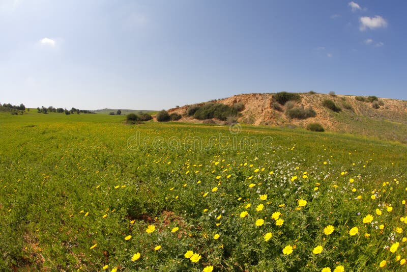 Spring in Desert. a Grass and Flowers Stock Image - Image of hill ...