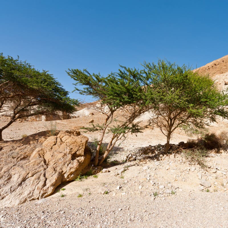 Spring Desert stock photo. Image of ground, country, nature - 53820682