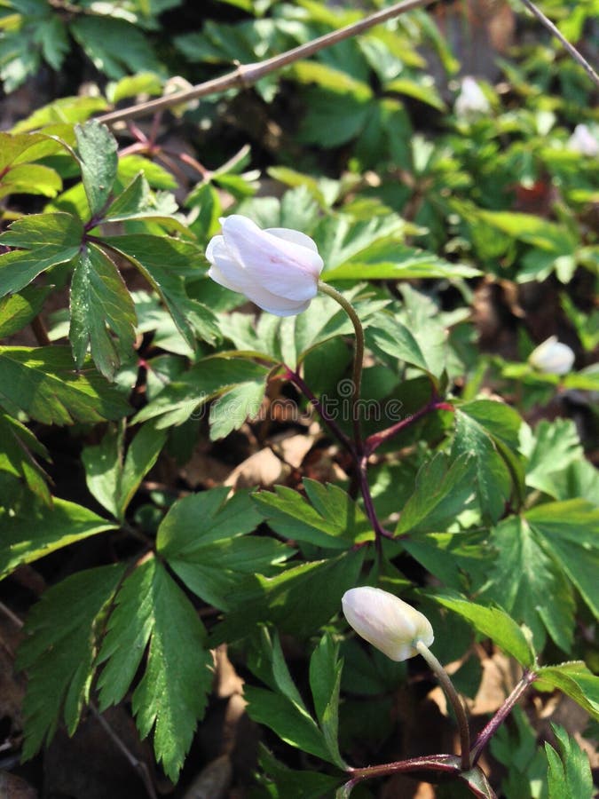 Spring stock image. Image of white, spring, flower, field - 113133223