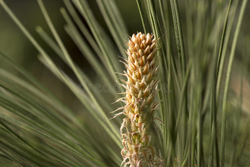A Young, Pine Shoot Growing in the Spring. Stock Image - Image of ...