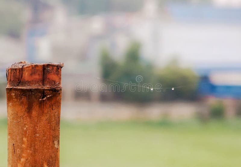 Spring dew stock photo. Image of nature, vietnam, farm - 177719910