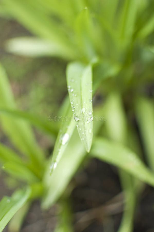 Spring dew on young leaves stock photo. Image of purity - 284836410