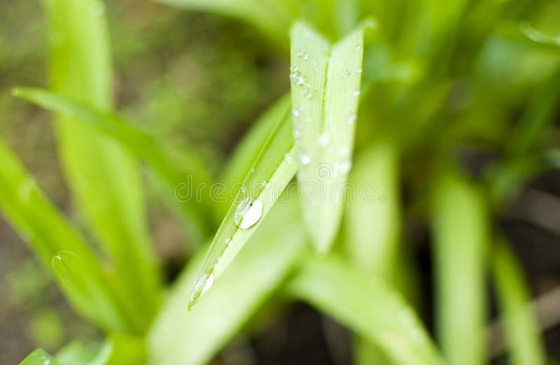 Spring dew on young leaves stock image. Image of mist - 285471801