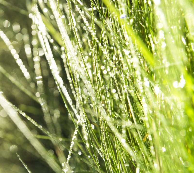 Spring dewy grass stock photo. Image of plant, grassy - 30361024