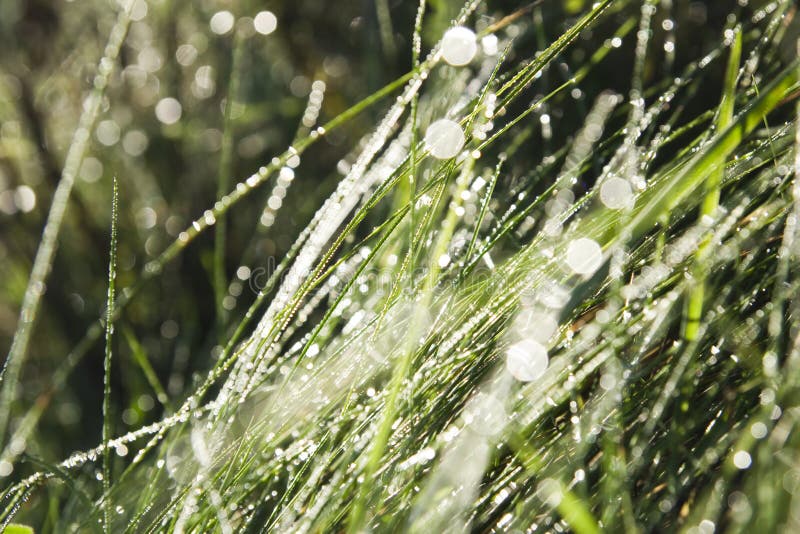 Spring dewy grass stock image. Image of green, environment - 30607267