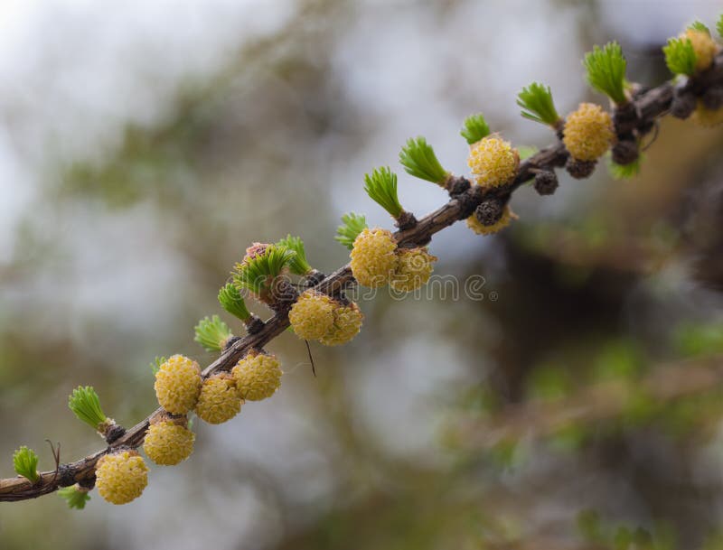 Spring diagonal stock photo. Image of larch, tree, branch - 27213252
