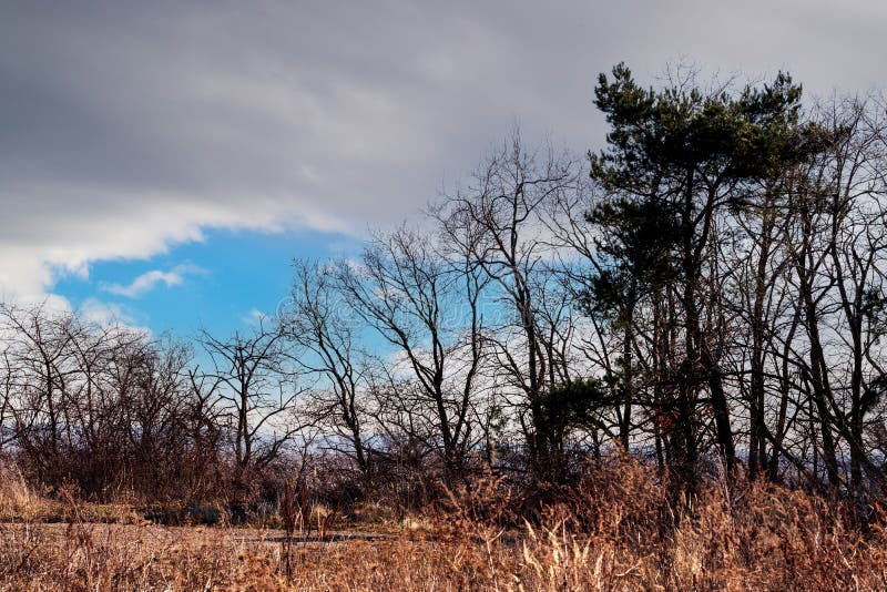 Spring Dirt Road. There is Dry Grass Around the Road Stock Photo ...