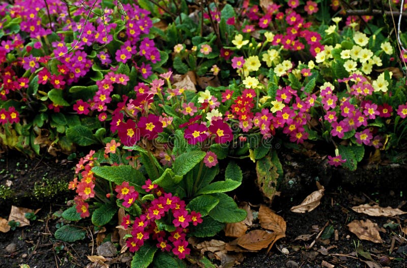 Spring Display of Colourful Primulas in a Cottage Garden Stock Photo ...