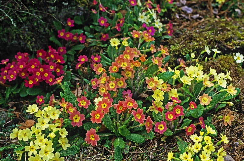 Spring Display of Colourful Primulas in a Cottage Garden Stock Image ...