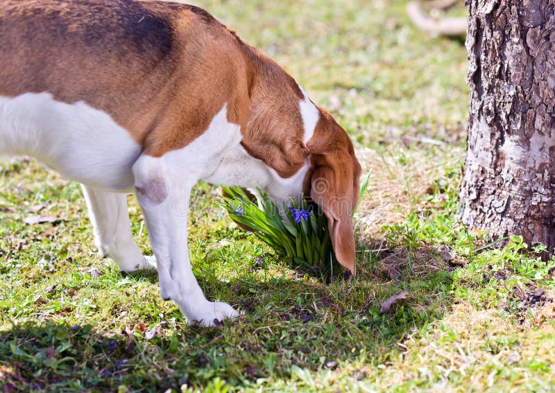 Spring stock photo. Image of leaf, cute, spring, bright - 30732608
