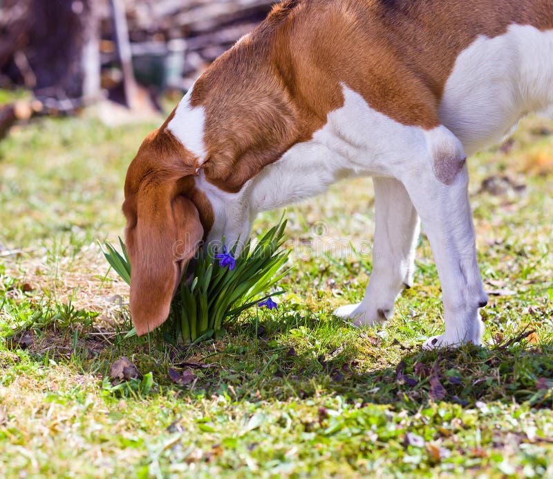Spring stock image. Image of animal, spring, blossom - 30732615