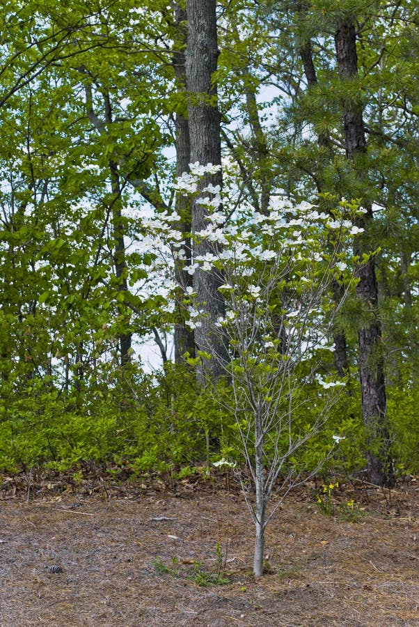 Dogwood in Bloom stock photo. Image of blue, dogwood, outdoors - 466548