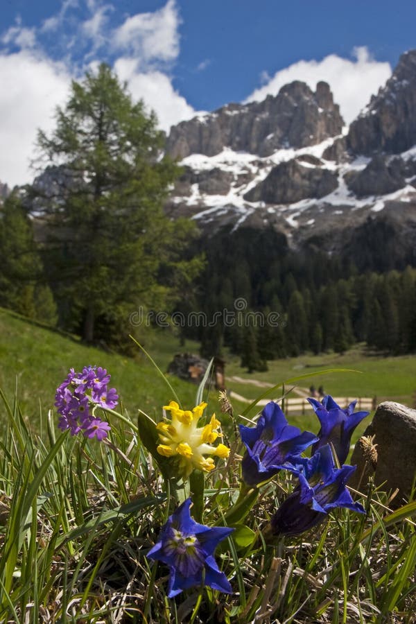Spring in Dolomites stock photo. Image of farinosa, spring - 17491152