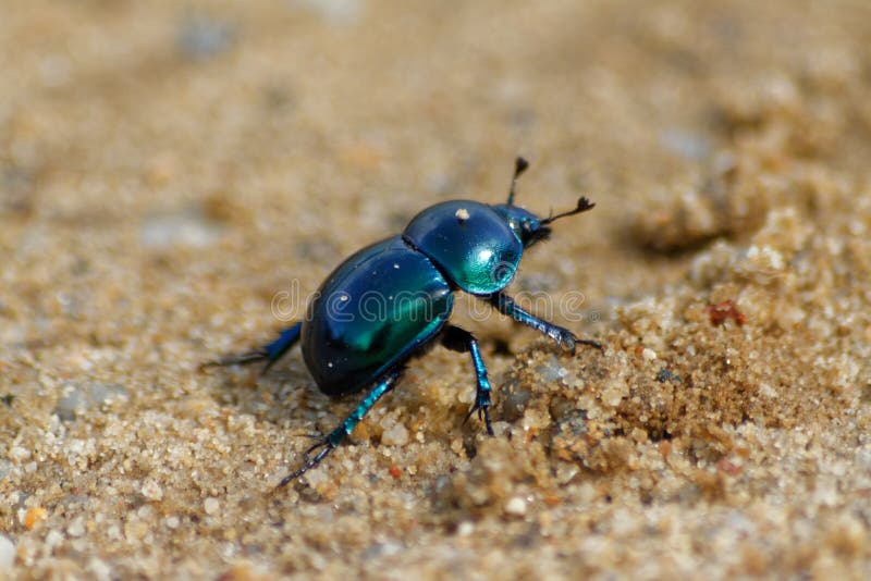 Spring dor beetle 6 stock photo. Image of attractive - 139290960