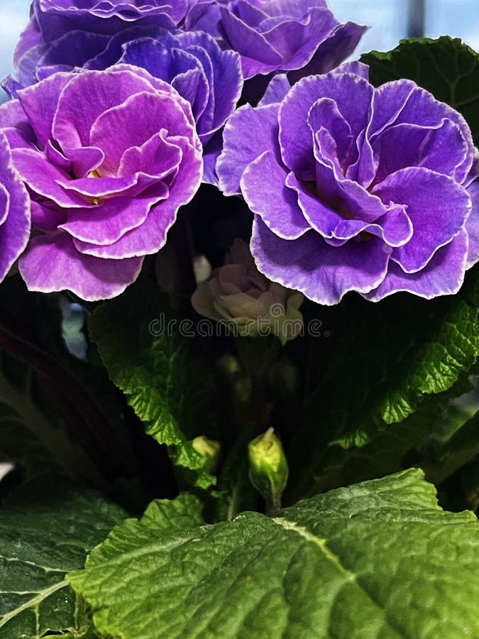 Spring Double Flower Purple Primrose Stock Image - Image of season ...