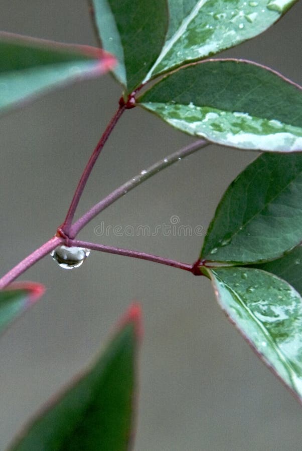 Spring drops stock photo. Image of delicate, condensed - 6962144