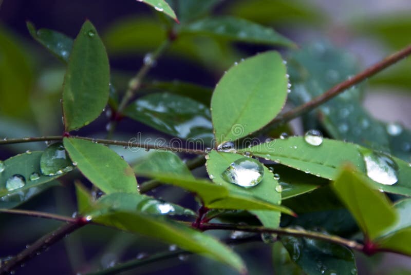 Spring Rain stock photo. Image of forest, rain, dense, spring - 978118