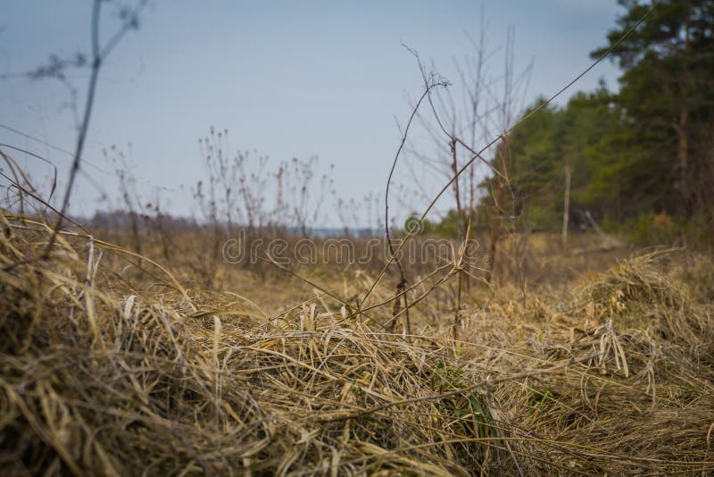 Spring Dry Grass stock image. Image of landscape, green - 101297429