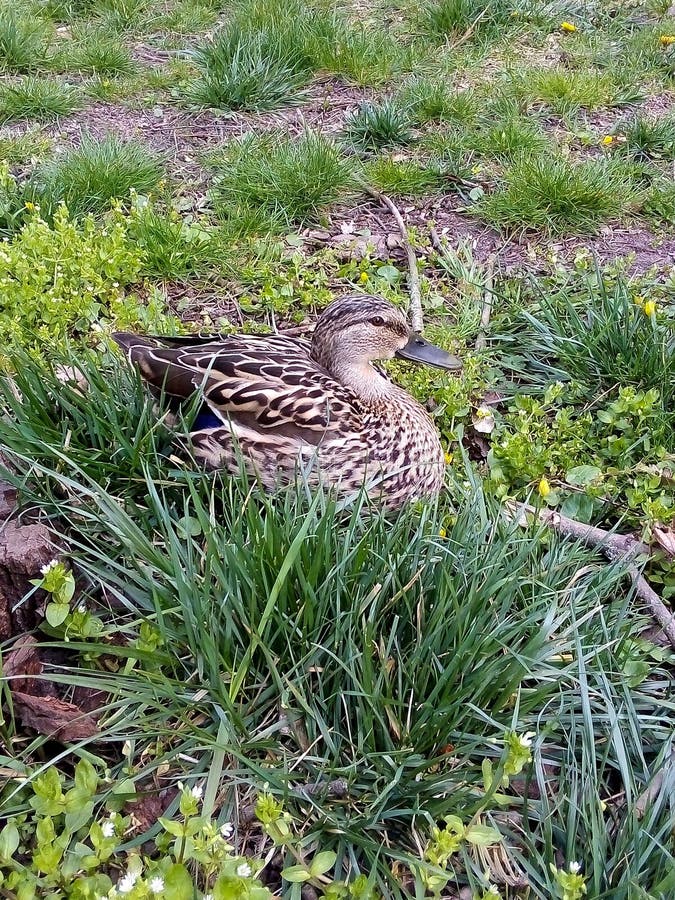 Spring duck in grass stock image. Image of yard, spring - 180261885