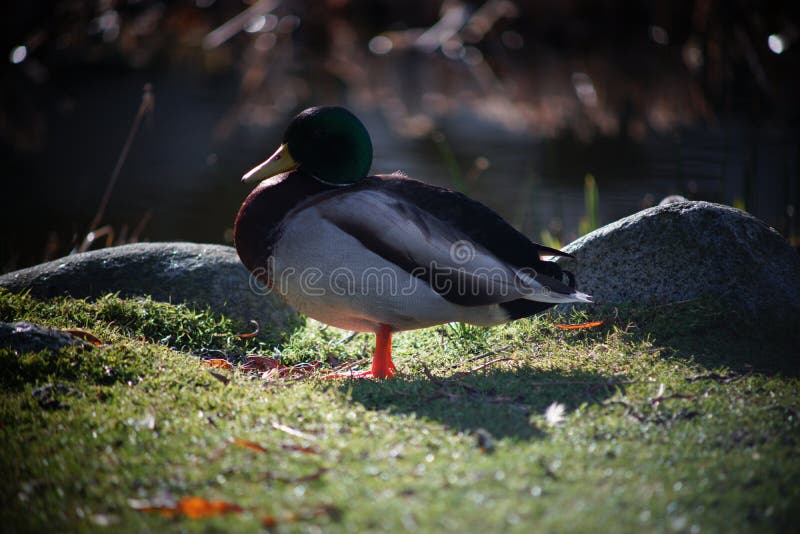 A spring duck stock photo. Image of pond, nature, wildlife - 174388190