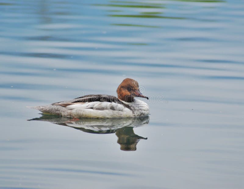 Spring duck reflect stock image. Image of mallard, waterfowl - 249680863