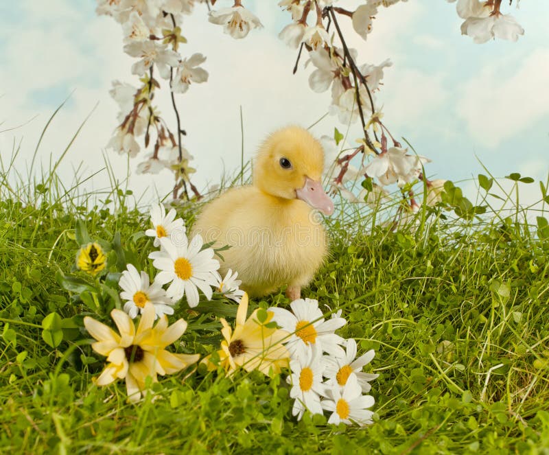 Spring duckling stock image. Image of hatch, animal, outside - 29028543