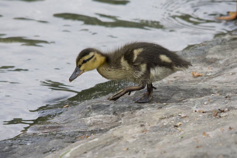 Spring duckling stock image. Image of fear, detail, feathers - 29106967