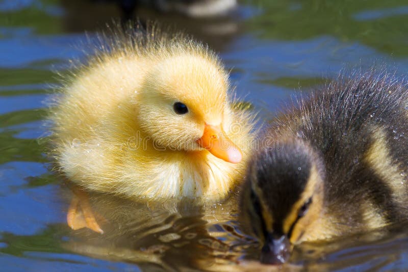 Spring ducks stock photo. Image of baby, springtime, outdoors - 61069008