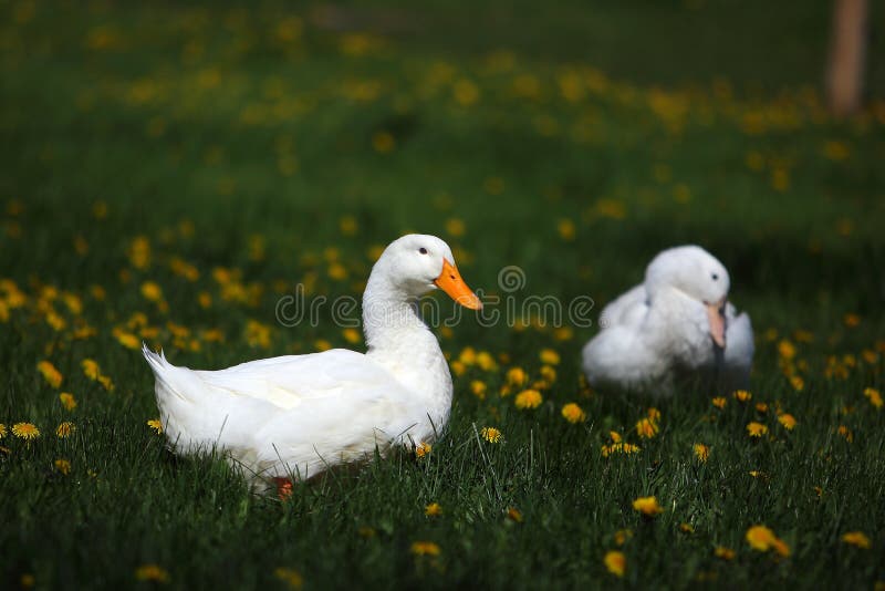 Spring Ducks and Dandelions Stock Photo - Image of spring, bird: 140592090